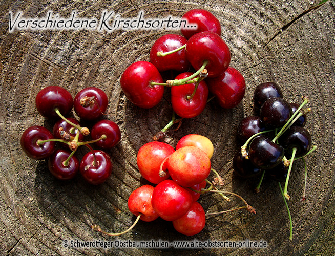 Alte Obstsorten, alte Apfelsorten - Ihr Obstbaum-Shop! www.alte ...