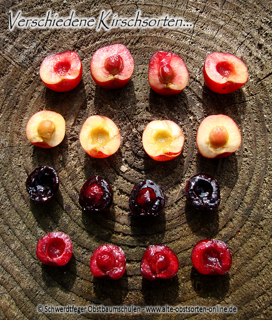 Alte Obstsorten, alte Apfelsorten - Ihr Obstbaum-Shop! www.alte ...