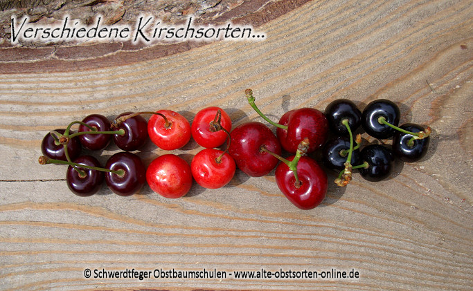 Alte Obstsorten, alte Apfelsorten - Ihr Obstbaum-Shop! www.alte ...
