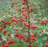 Alte Obstsorten, alte Apfelsorten - Ihr Obstbaum-Shop! www.alte ...